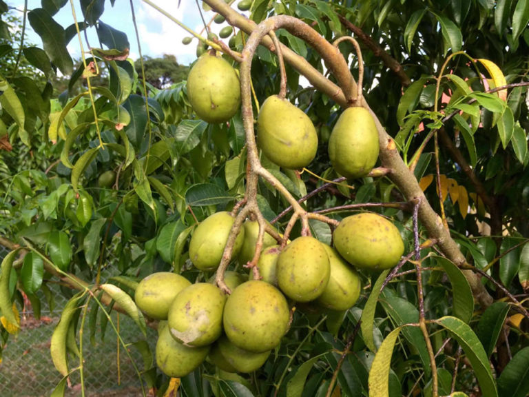 La prune de cythère est un fruit croquant et juteux riche en nutriments ...
